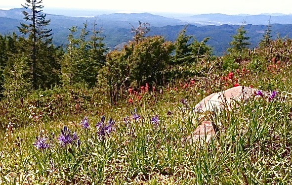 2024 Annual Meeting - Field Trips